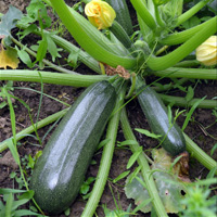 Play Games2rule Zucchini Garden Escape Game-Play Free Hidden Objects ...