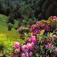 Play Escape The Valley of Flowers HTML5 Game-Play Free Hidden Objects ...